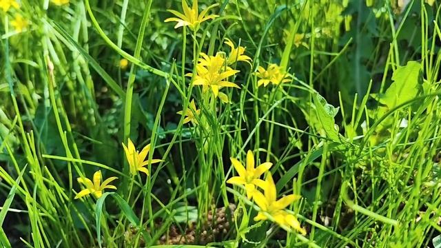 Как цветет гусиный лук