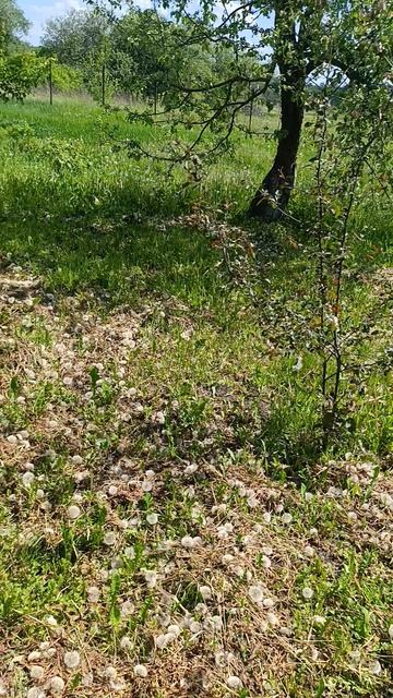 Сад спустя 6 дней как я косил траву старой косой  .