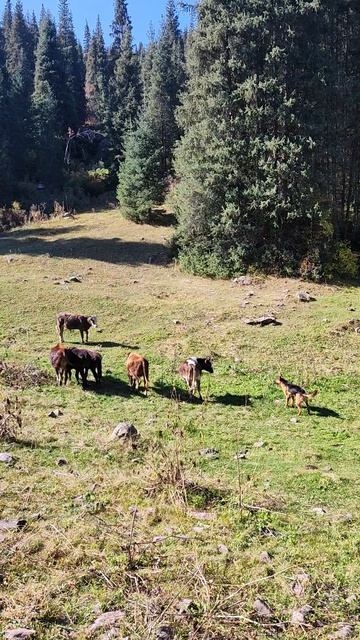 Собака против коровы (ущелье Кегеты, Кыргызстан)