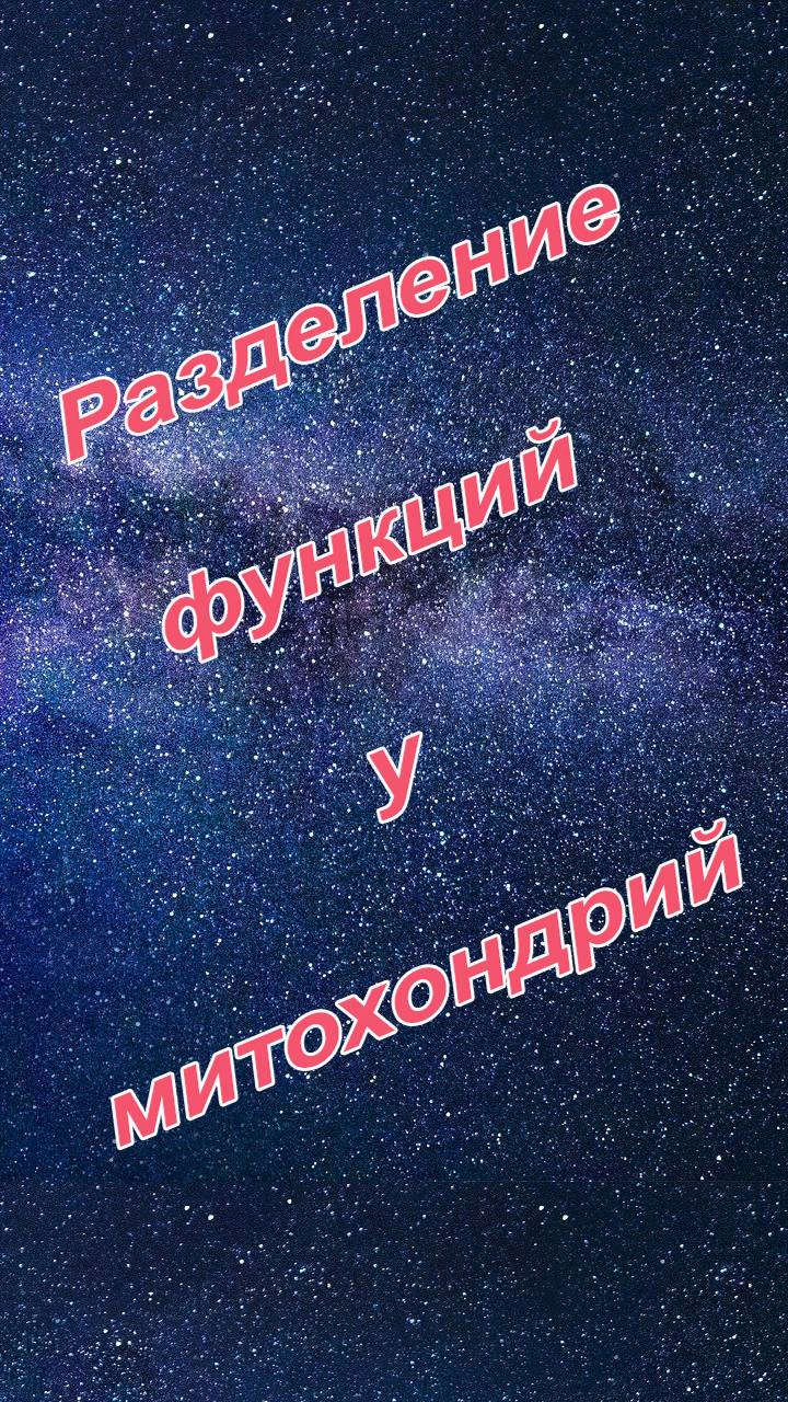 Как митохондрии разделяют внутри клетки обязанности