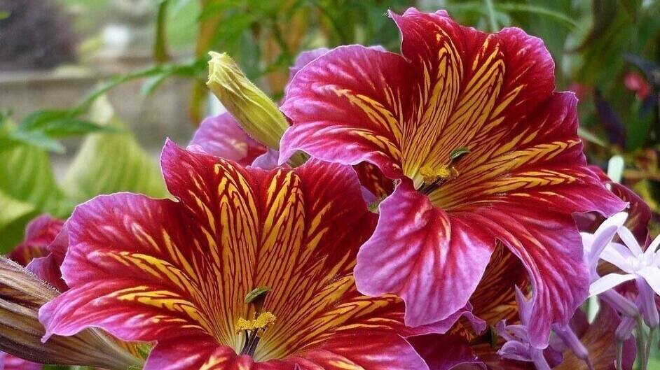 ИЮНЬ--РЫБЫ(таро)