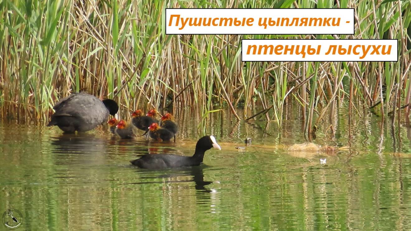 Лысуха - заботливая, но может и повоспитывать птенцов. Пушистые цыплятки на жёрдочке. Май 2025