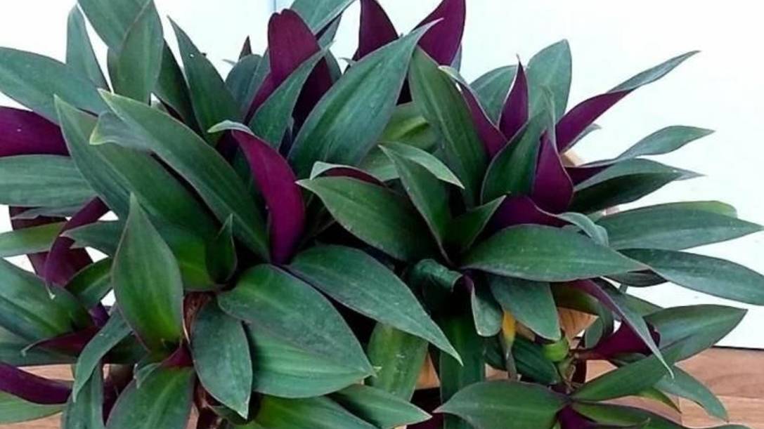 ОДНА  ЧАЙНАЯ  ЛОЖКА И МОШКИ ИСЧЕЗНУТ НАВСЕГДА! СПАСАЮ ТРАДЕСКАНЦИЮ РЕО! Средство От Мошек В Цветах