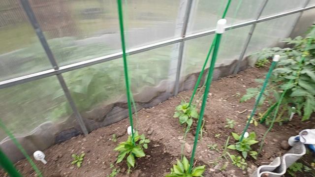 ТЕПЛИЦА. Помидоры  Огурцы Перцы..28,05,