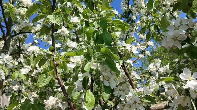 Селигерская сакура