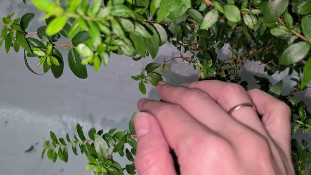 Тарантино зеленый 17