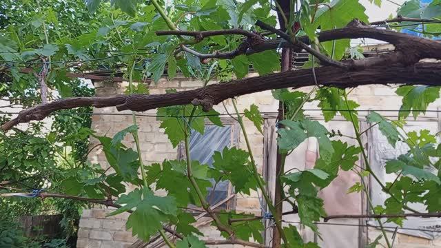 Омоложение кустов винограда