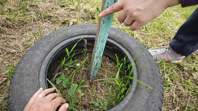 Бересклет. Саженцы Ореха.Слива. ОСМОТР..