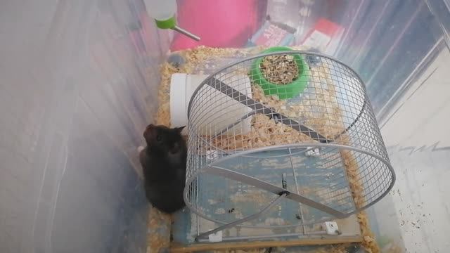 Сирийский хомяк "Фуфлик"-тренировка