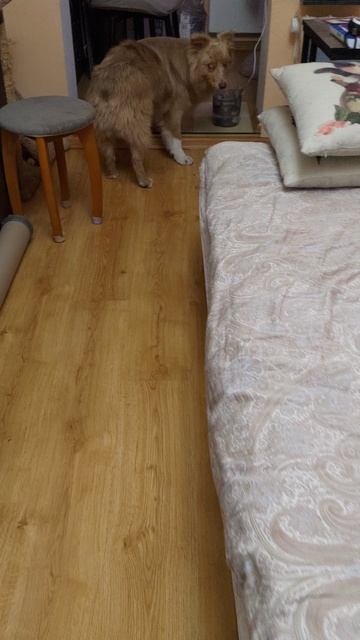 Микис и Аппа