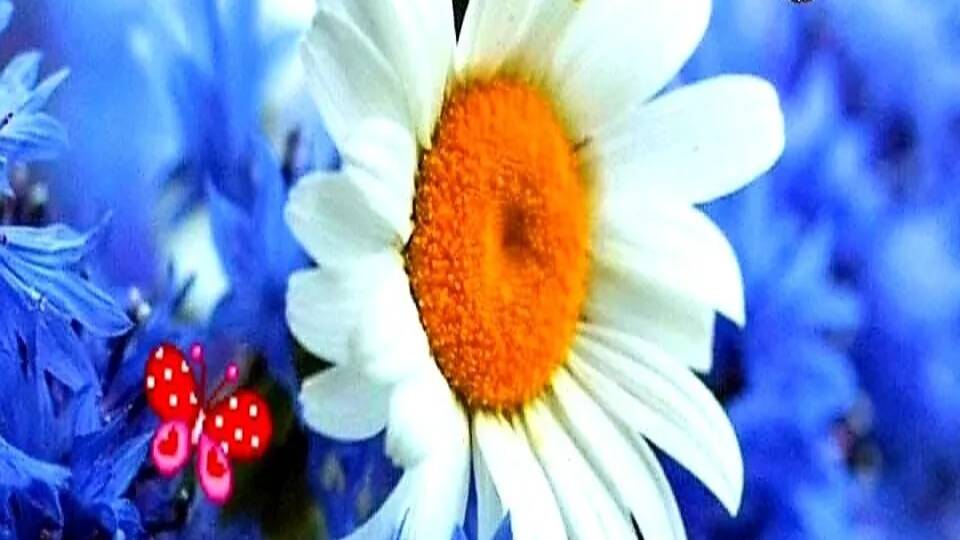 ИЮНЬ--СКОРПИОН(таро)