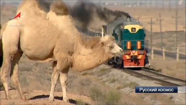 сокол  хабибулин