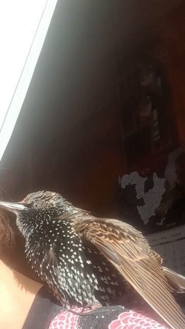 Крошечка часть десятая..Про тех кто живёт рядом..