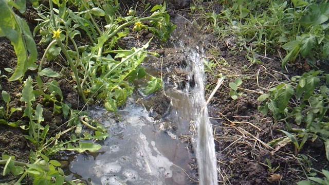 Полив свежепосаженных томатов (фрагмент)