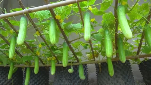 Быстрый способ вырастить много хрустящих огурцов!