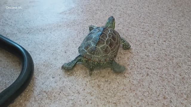 Черепахи на передержке. Видео 2024 года.mp4