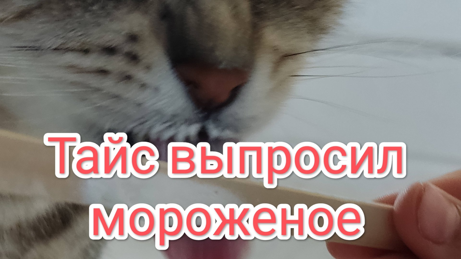 Тайсон выпросил мороженое