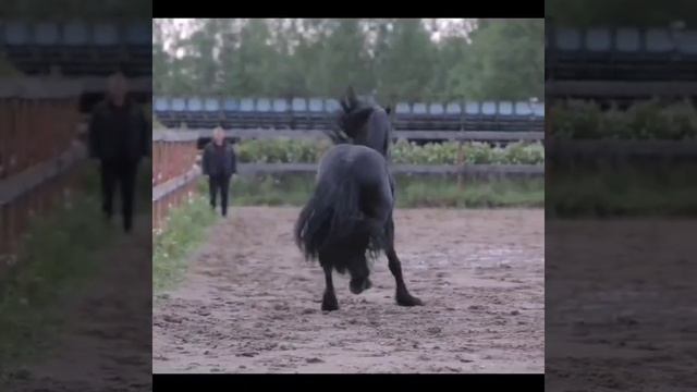 Свобода ураа