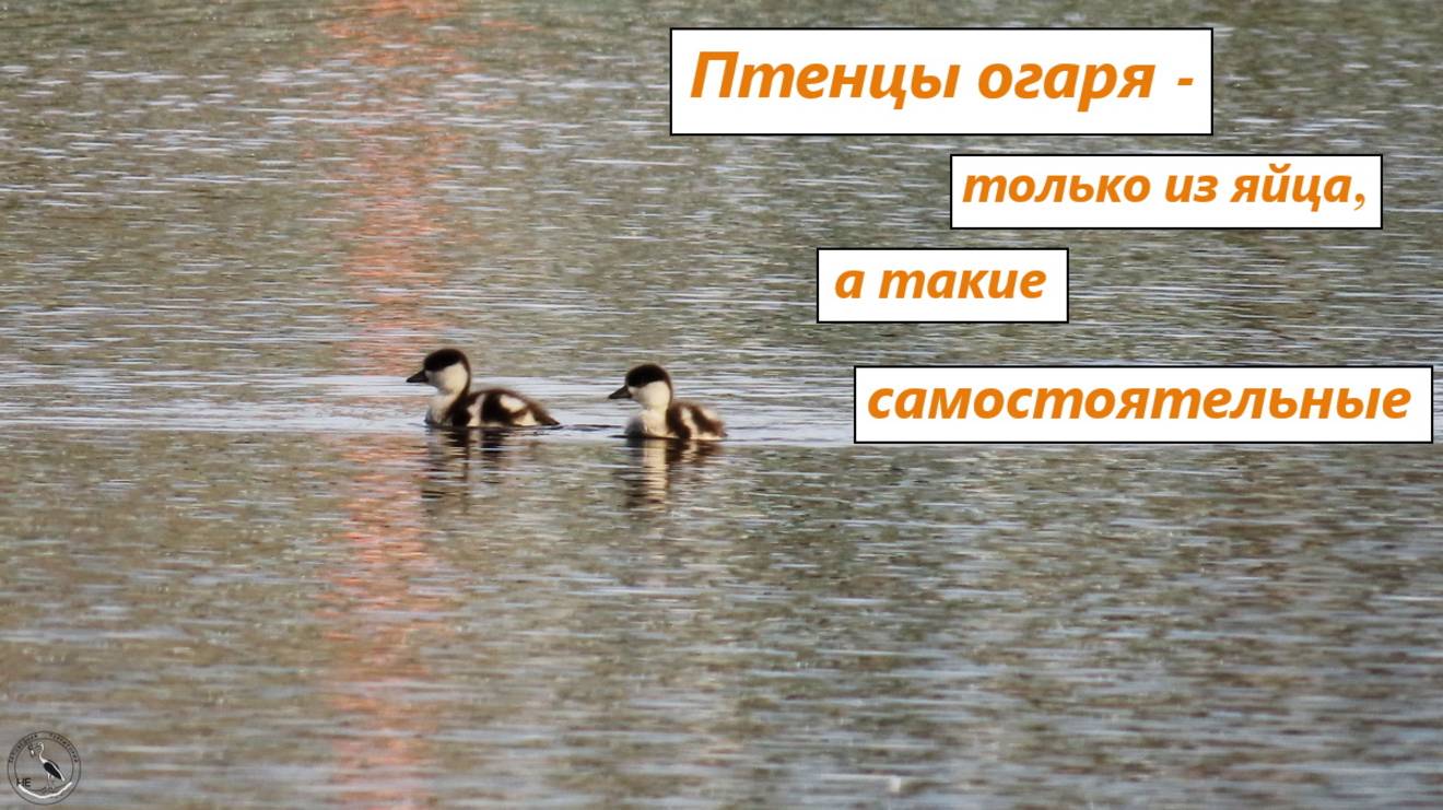 Крохотные птенцы огарей - а какие самостоятельные! И нырять могут, хотя только из яйца