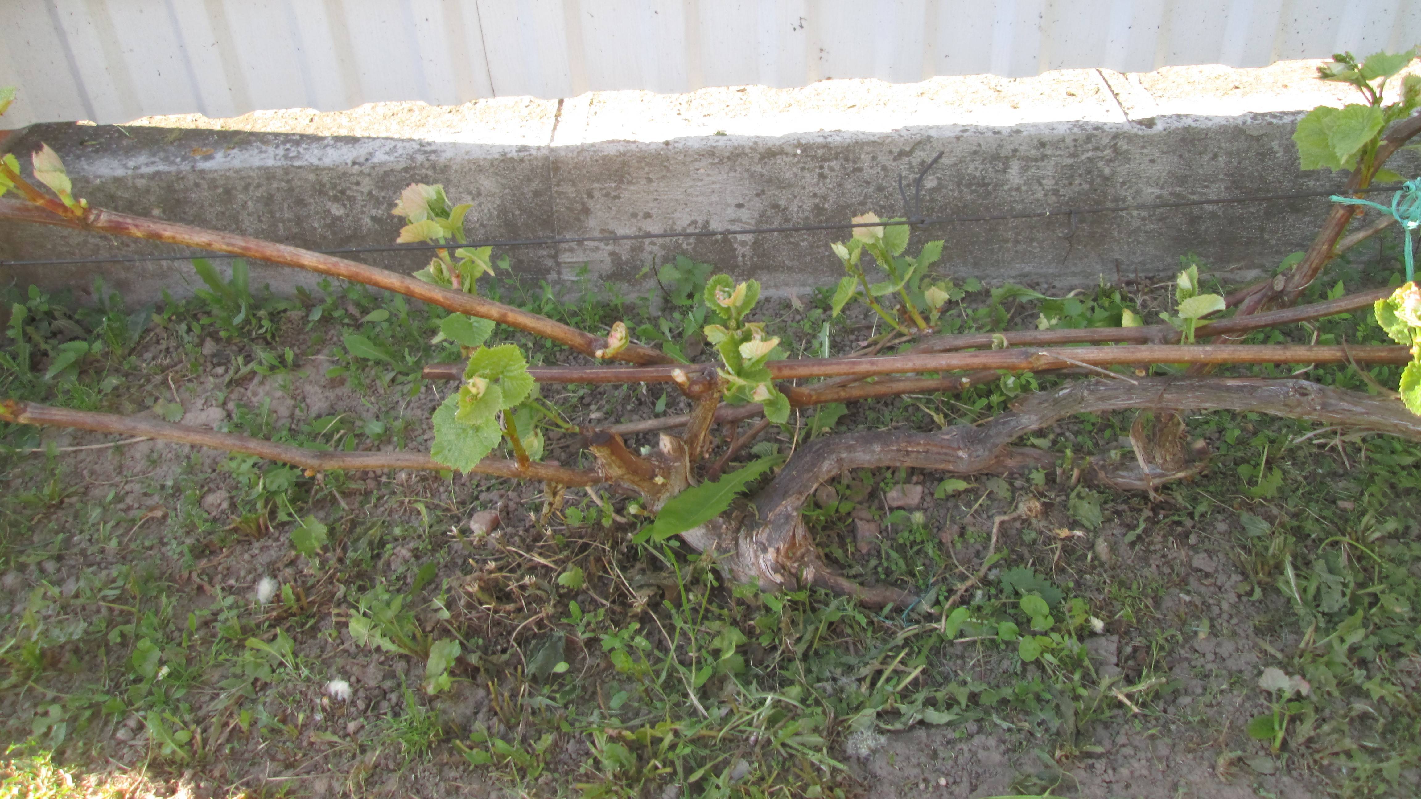 Виноград после зимовки