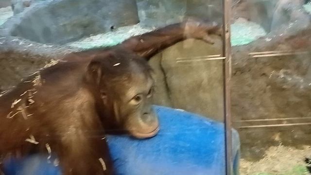 Московский зоопарк.Орангутанг с умными глазами рассматривает детей с мороженным с улыбкой