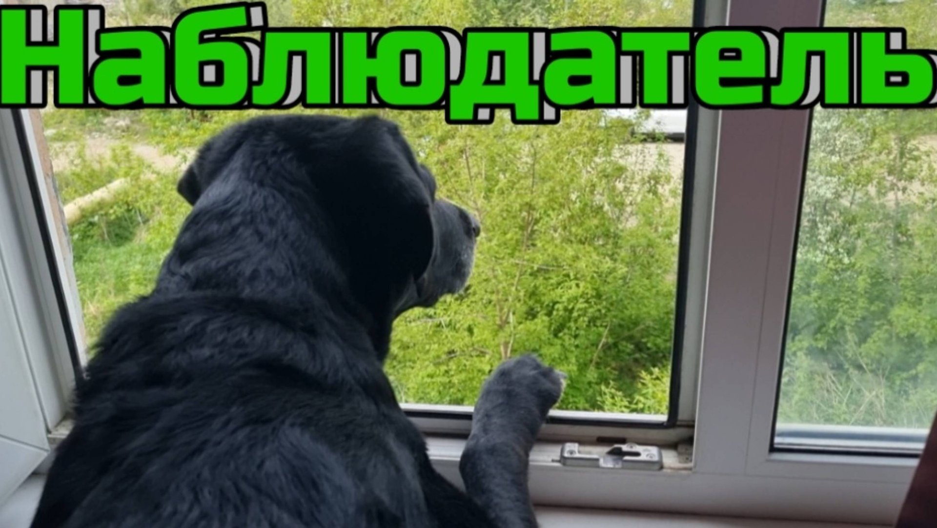 Собака  наблюдатель- контролер