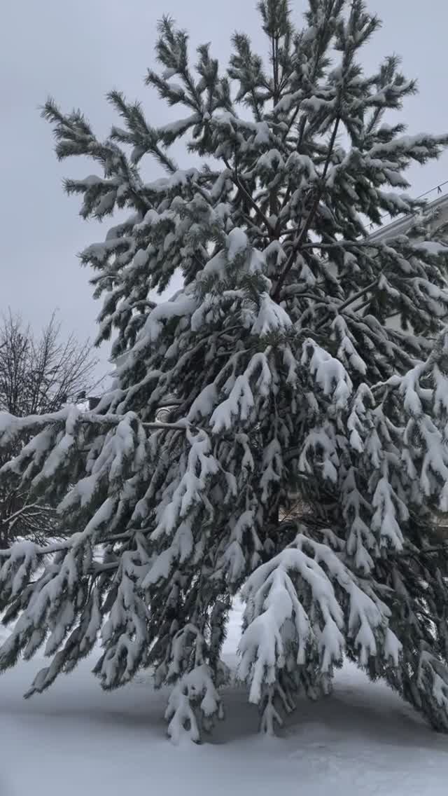 Снежок #Ева #2года9месяцев
