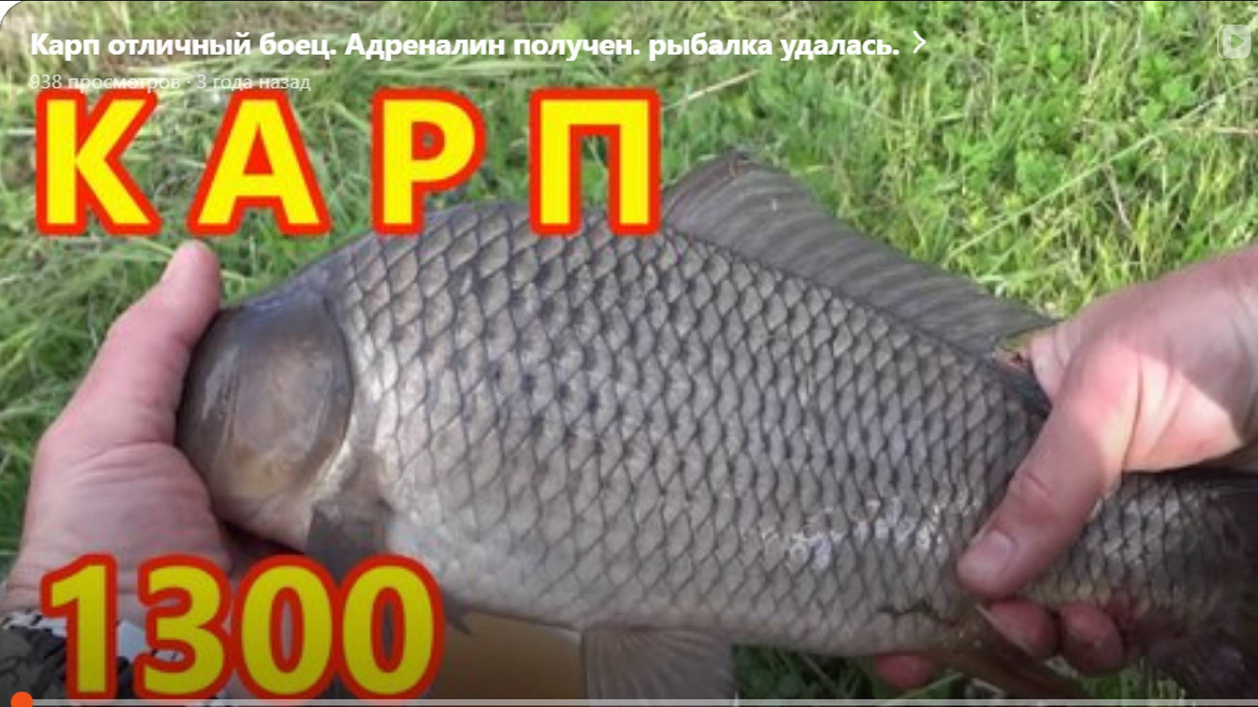 Карп отличный боец. Адреналин получен. Рыбалка удалась #рыбалка#карп