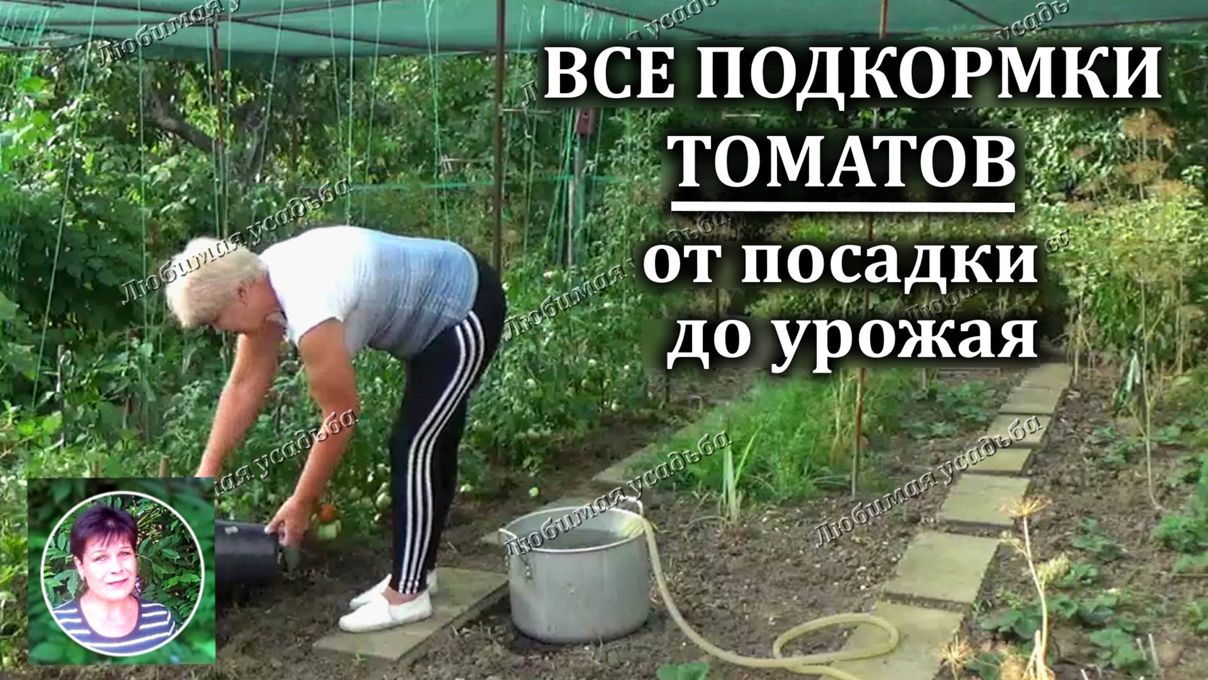 Основные подкормки томатов от высадки рассады до сбора урожая