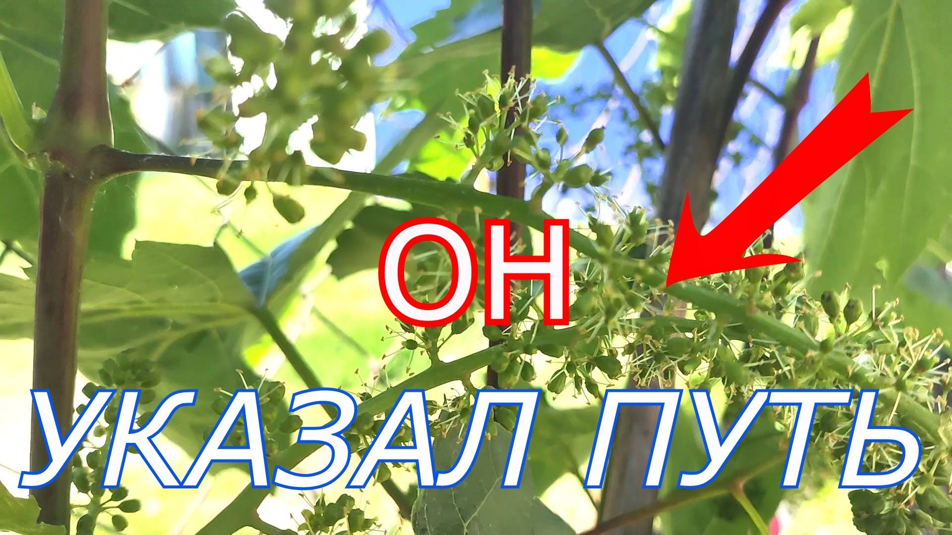 Первый-указал путь работы на винограднике.Почему первый и что это значит.