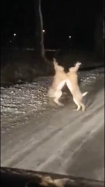 Бокс Зайцев.