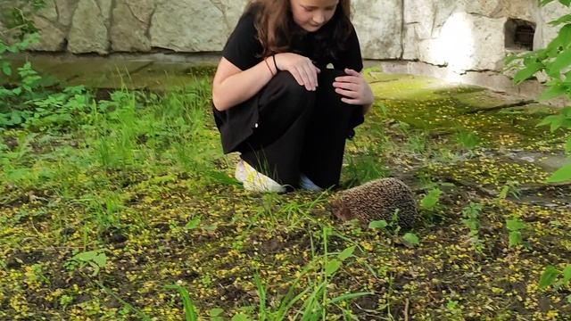 Ежик пришел в гости.