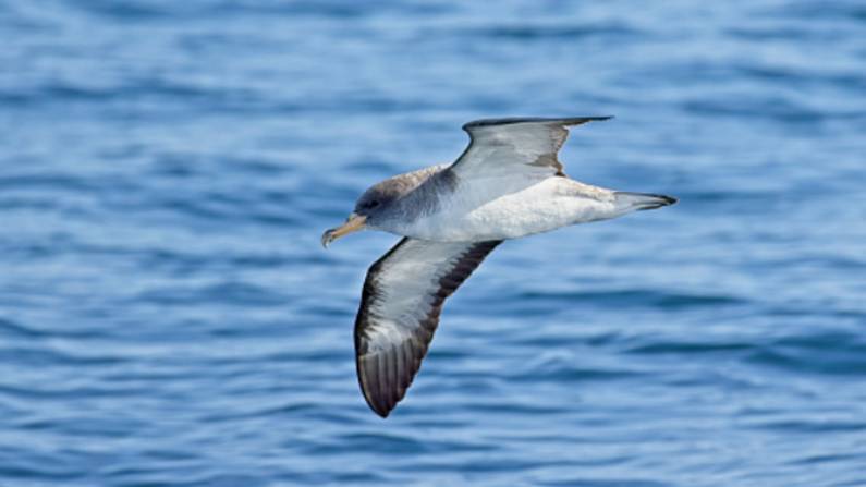 Александр Нужный - Буревестник (clip)