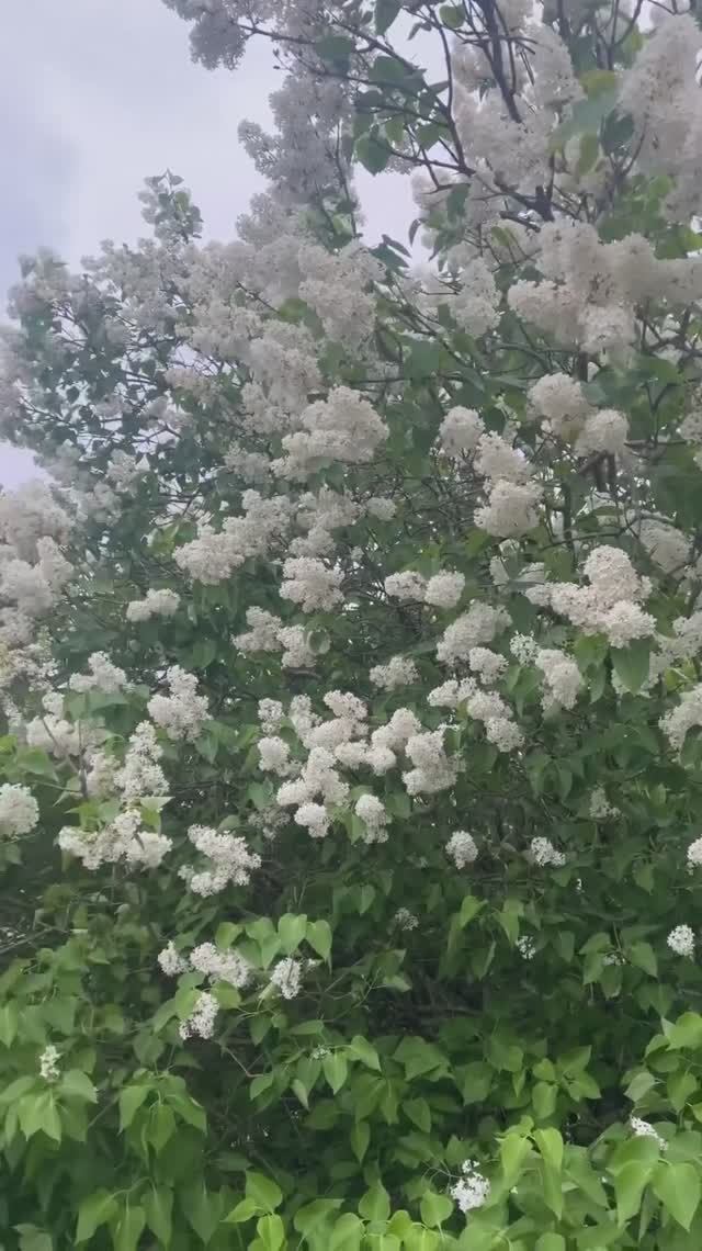 Пущинские пейзажи. Пущино, весна 2025, сирень!  #пущино_#travel flowers