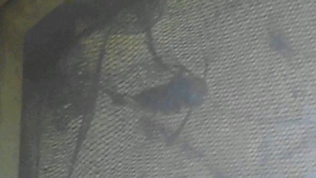 HD Шершень. Vespa crabro. Insect hornet. DSCN6410