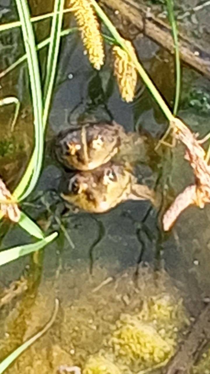 Лягушачья свадьба