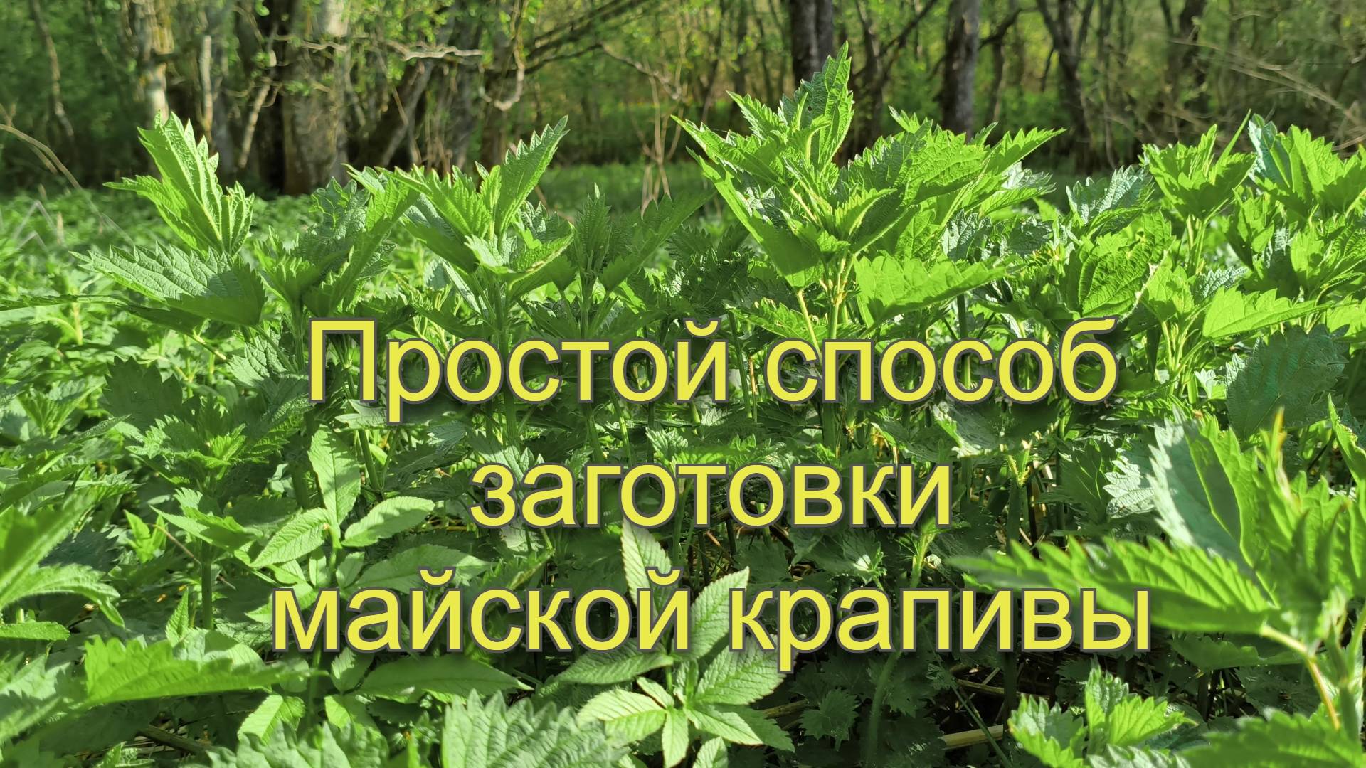 Самый простой способ заготовки майской крапивы
