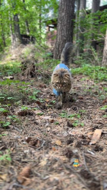 Как вы провели выходные?😸 #котики #природа #кот