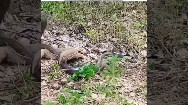 Схватка варана с коброй