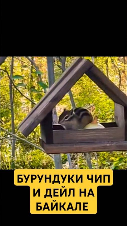 Бурундуки Чип и Дейл на Байкале