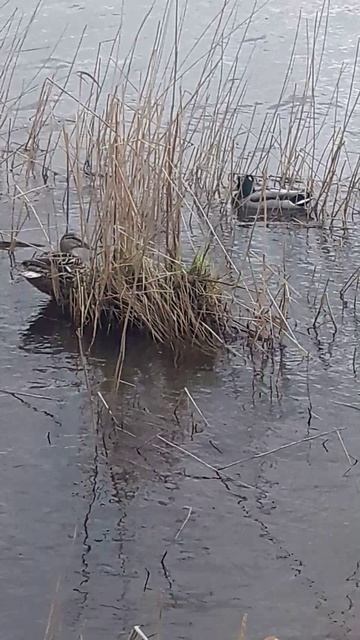 охота с подсадной