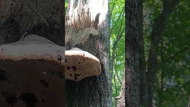 Гриб перегрелся и задымился.