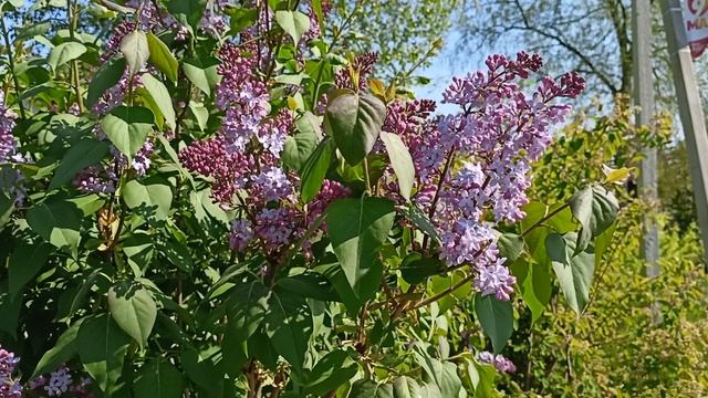 280 километров севернее. Много это или мало? Зацвела сирень 25-05-2025