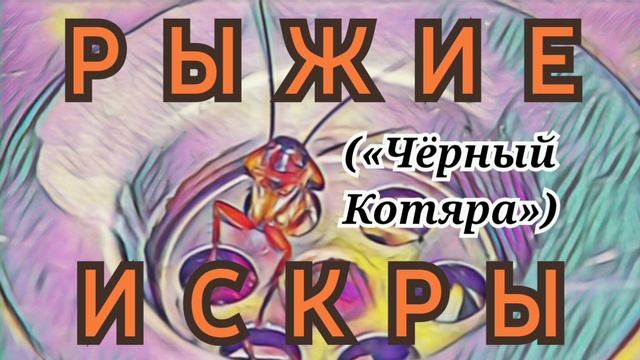 Рыжие искры («Чёрный Котяра»)