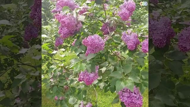 Самая любимая Родина моя.mp4