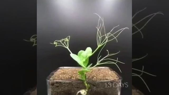 Как растет горох