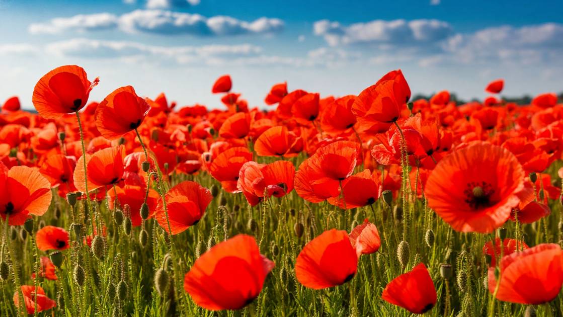 МАКОВЫЕ ПОЛЯ. Мангуп (Девичье) озеро. ХОЛМОВКА, клубника с полей. Крым 2025