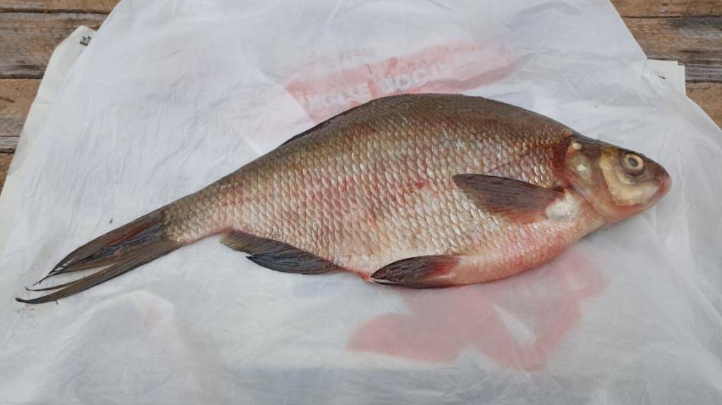 Лов леща на поплавочную удочку