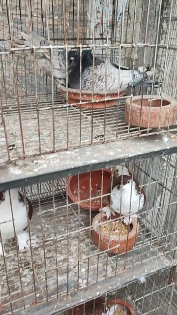 Гигантские голуби в Дакке, Бангладеш