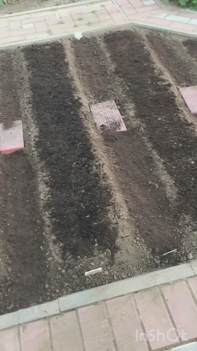 Комбигрядка для свеклы.